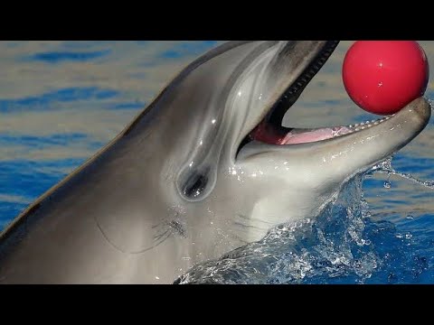 Crazy Interesting Facts About Dolphins