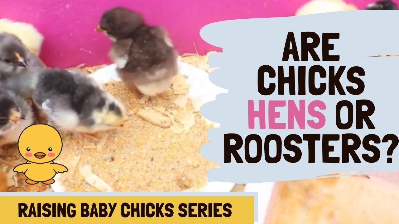 How To Tell If Baby Chickens Are Hens Or Roosters