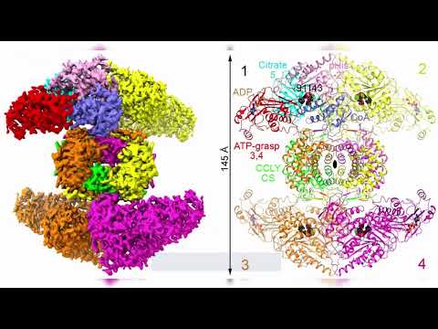 WHAT-ARE-ENZYMES-DEFINITION-OF-ENZYMES-CHARACTERISTICS-AND-TYPES-OF-ENZYMES#biology#longviralvideo