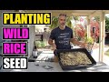 Wild Rice Seed for Sale | Zizania Aquatica | Everwilde Farms