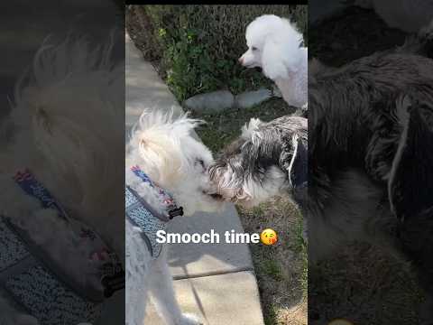 Schnauzer Squeals and Gallops When He Sees Friends #minischnauzer