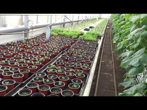 A visit to the Lufa Farms greenhouse