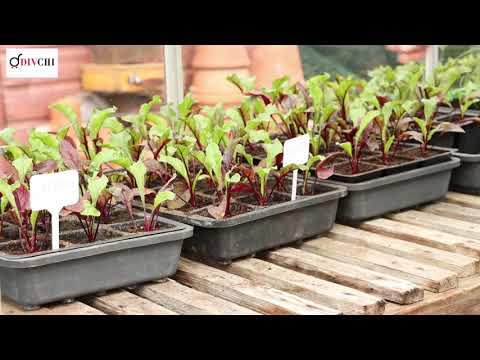 DIVCHI 25 Pcs Plant Labels Garden Markers, T-Type Tags Waterproof Re-Usable Nursery Label for Pot