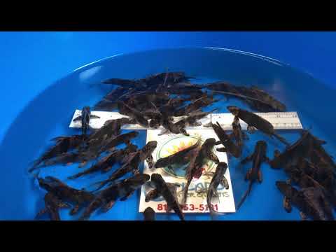 Hi-fin banded sharks