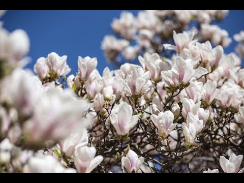 Japanese Magnolias - Gainesville landscape trees that are showing off!