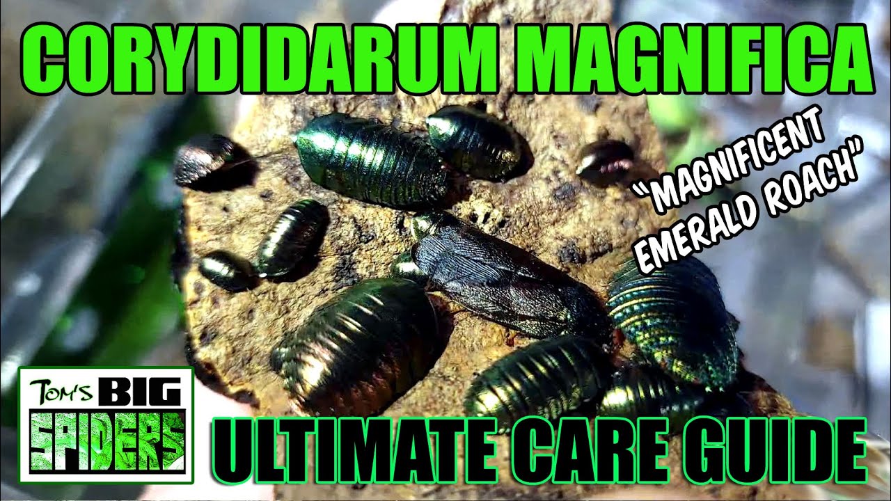 Ultimate Magnificent Emerald Roach 