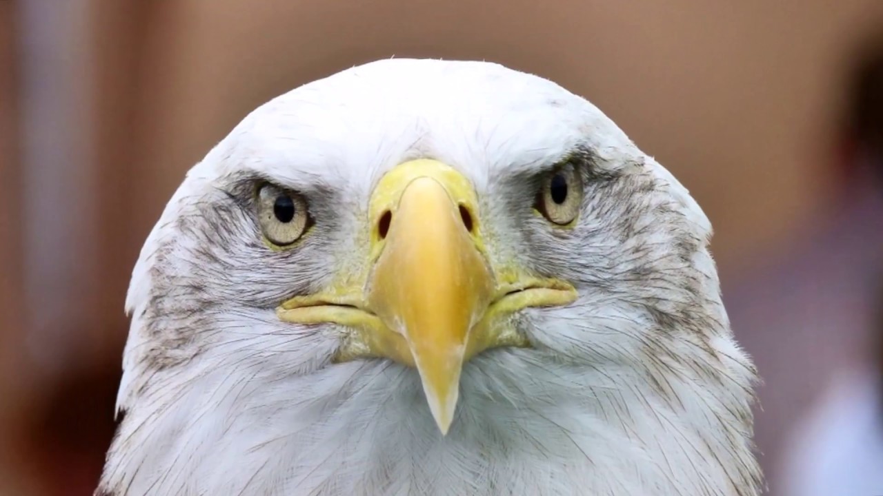 ✅ 30 IMAGENES DE AGUILAS REALES HERMOSAS!!!