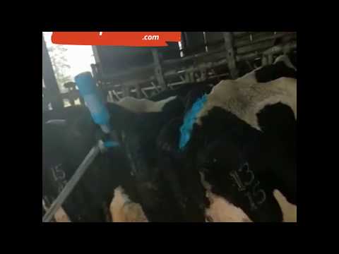 The Tailpainter - Square Feed Barrier