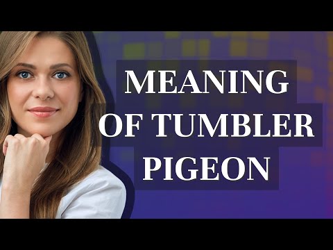 Tumbler pigeon | meaning of Tumbler pigeon