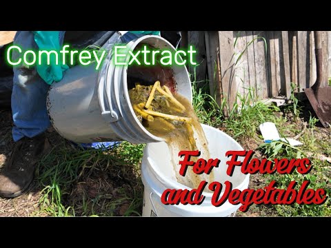 Comfrey Extract for Flowers and Vegetables