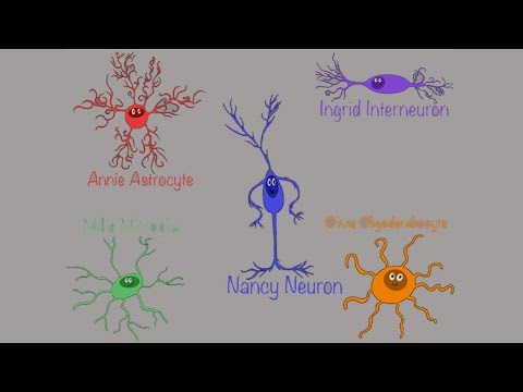 Introducing: Common Cells in Our Brain