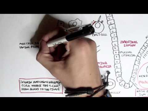Part II - Mucosal Immunity