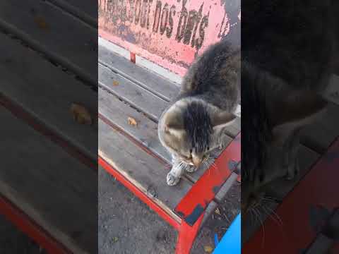 Cat Doing Cat Things