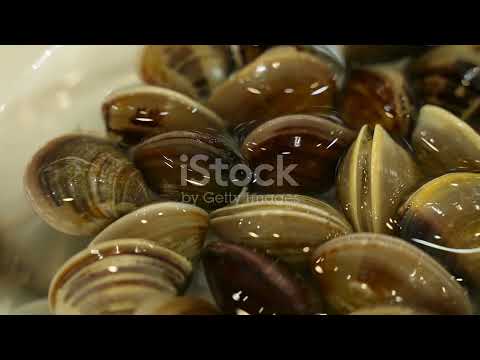 The Fascinating History of Mollusks: Squid, Octopuses, Clams, and Snails.