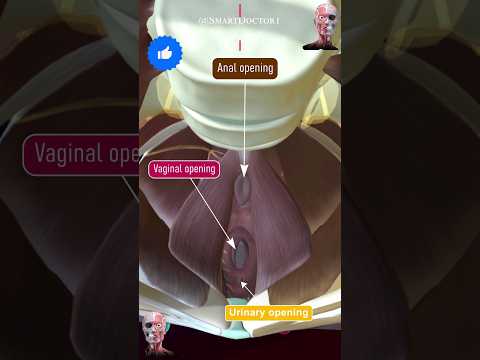 Female pelvic openings: vaginal, anal, and urinary ✨♀️
