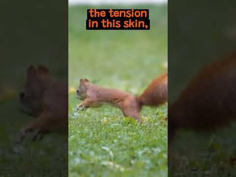 The Acrobatics of Flying Squirrels | The Wild Animal Facts