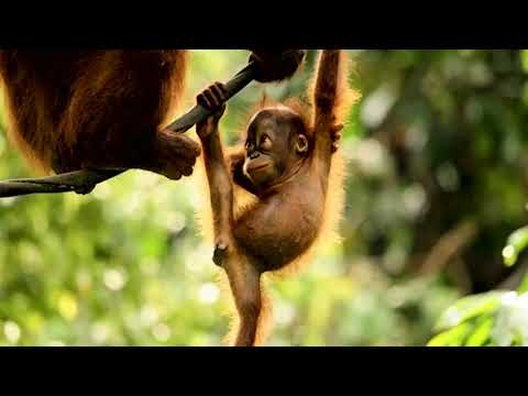 WHAT IS ECOTOURISM