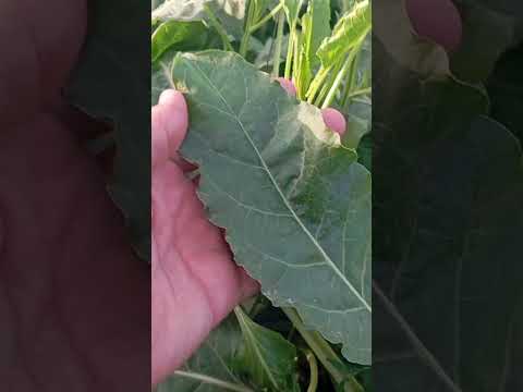 Sugar beet leaves for animal nutrition
