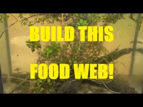 FOOD WEB - BUILD IT AND THEY WILL THRIVE