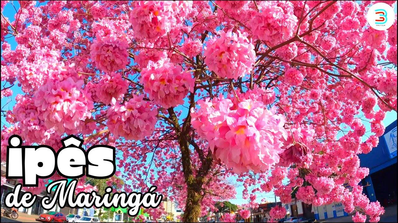 Ipês de Maringá Paraná
