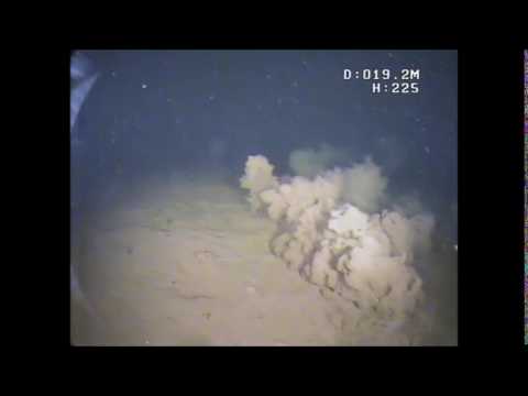 UK’s rarest freshwater fish caught on film for the first time