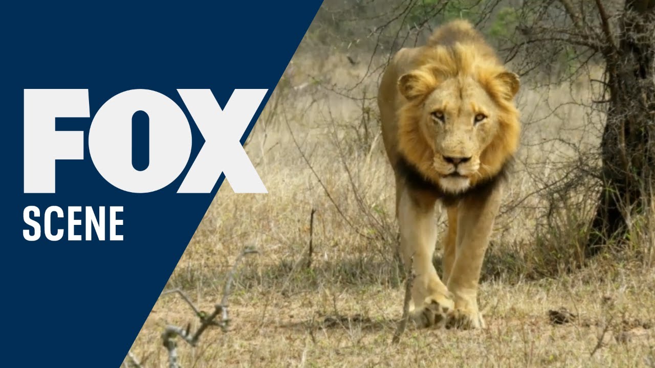Trouble For Malika | MALIKA THE LION QUEEN