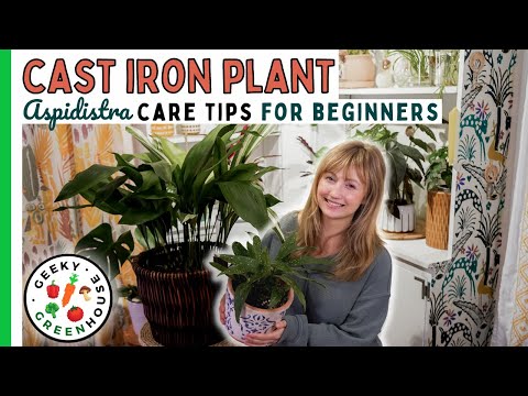 Cast Iron Plant: Care Tips For Beginners (Aspidistra) - Geeky Greenhouse