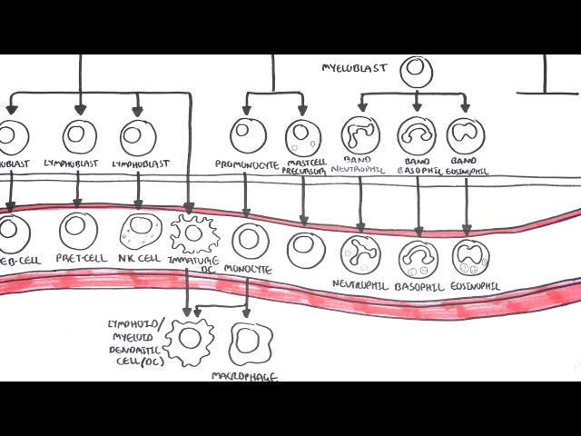Haematology - Red Blood Cell Life Cycle - Armando Hasudungan
