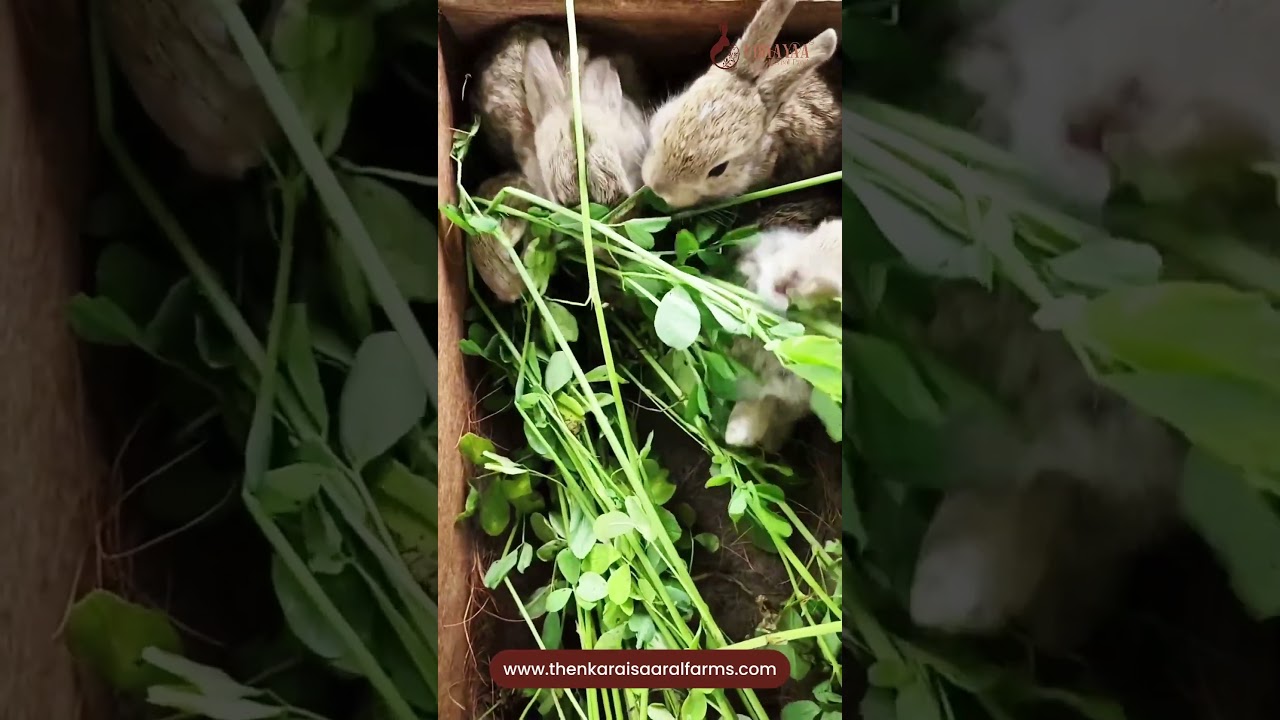 Premium Rabbit Farming in Tamil Nadu | Live Rabbits & Fresh Rabbit Meat 🌿✨