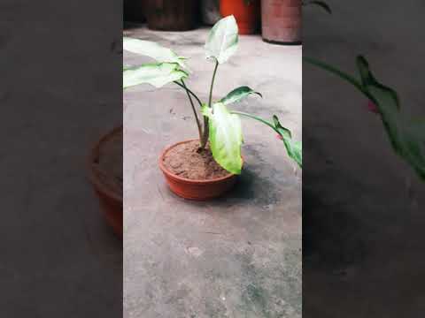 Synonyms Plant| Arrowheadleaf |Dwarfplant | Bonsailook | Small bonsai tray