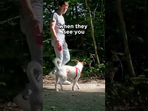 How do you tell if a dog has imprinted on you? #dogs