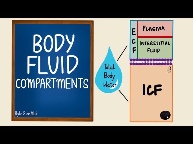 Understanding Body Fluid Compartments: ICF and ECF Explained | Galaxy ...