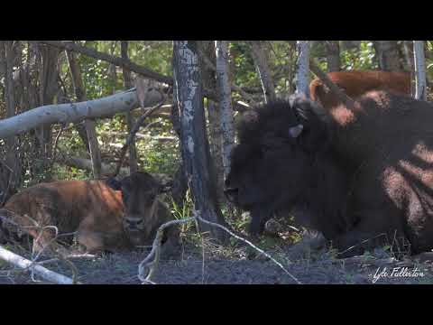 Giants of the Boreal Forest