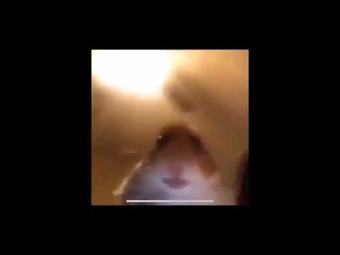 Hamster stares at camera meme