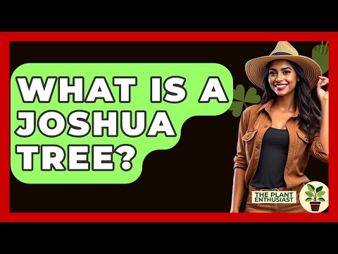 What Is A Joshua Tree? - The Plant Enthusiast