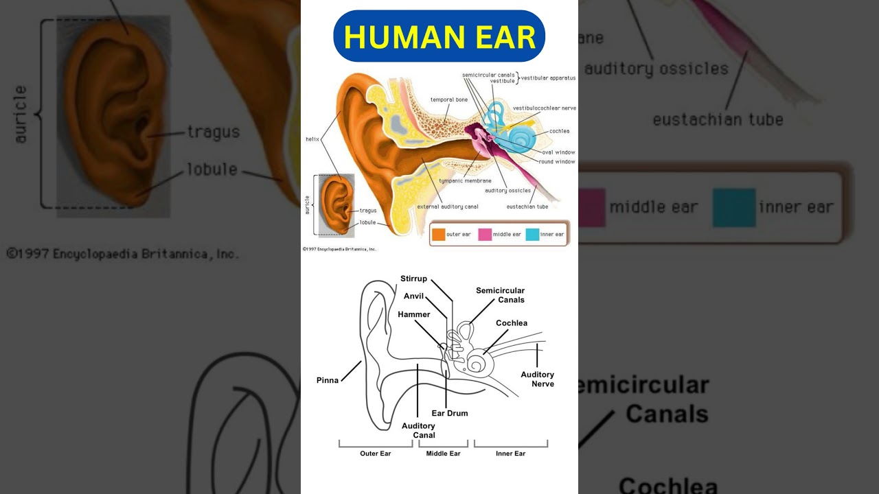 human ear diagram #shorts #biology #humanear