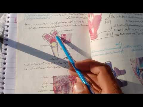 Compact Bone Meaning In Urdu | What Is Compact Bone