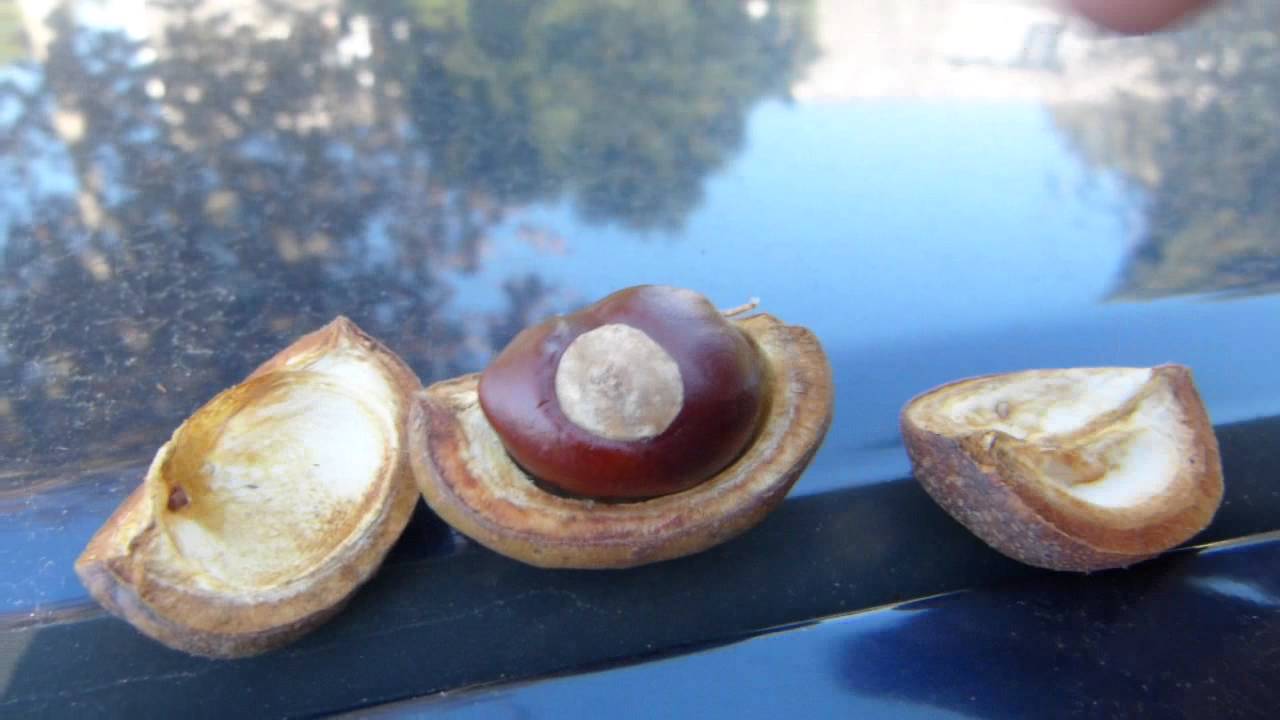 Red horsechestnut (Aesculus x carnea)