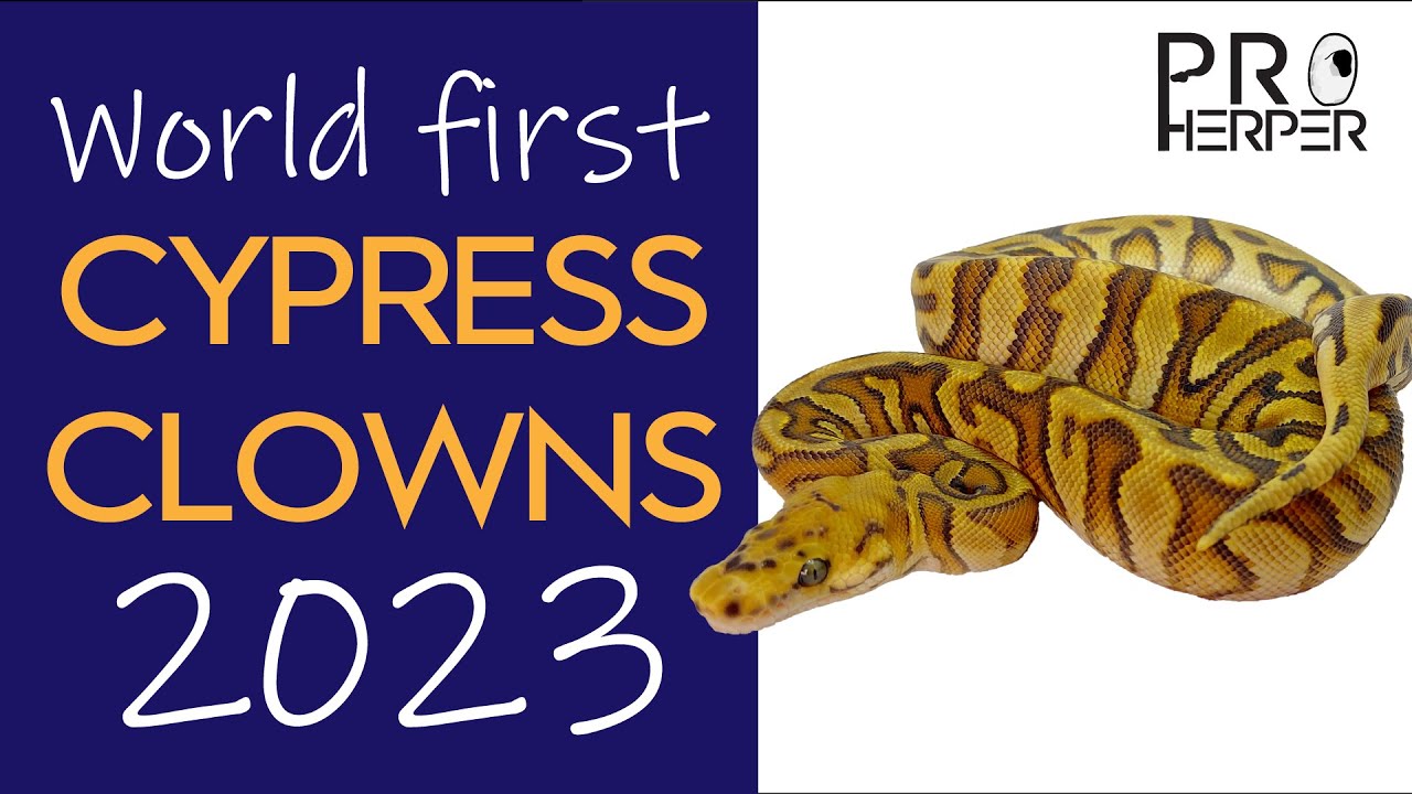 World first Cypress Clown ball pythons?!