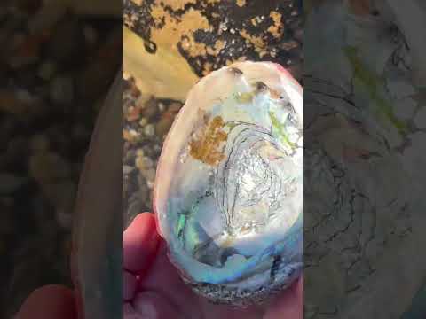 Abalone find. #abalone #shell #beach
