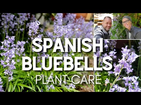 💙 Spanish Bluebells | Caring for Spanish Bluebells 💙