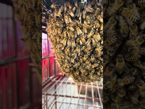 July swarm 2024 ocbeeguy.com