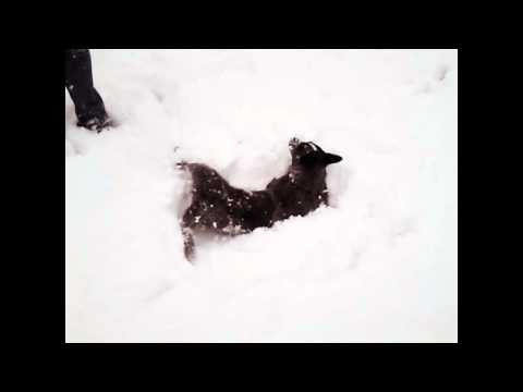 Australian Cattle Dog "Hobo" in the snowy woods