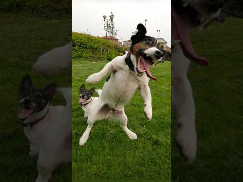 Funny animals 2023๐ - Funniest Cats and Dogs Video๐๐211 #shorts