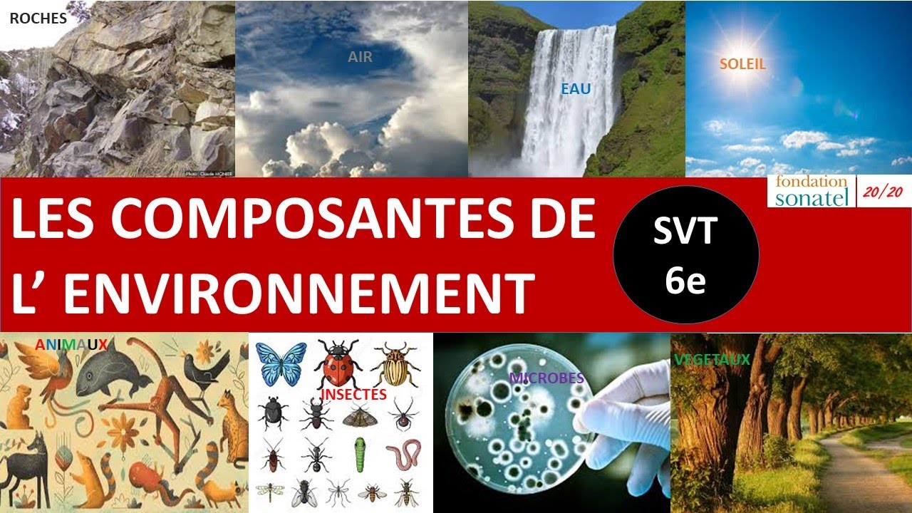 Components of the environment | SVT | 6th grade