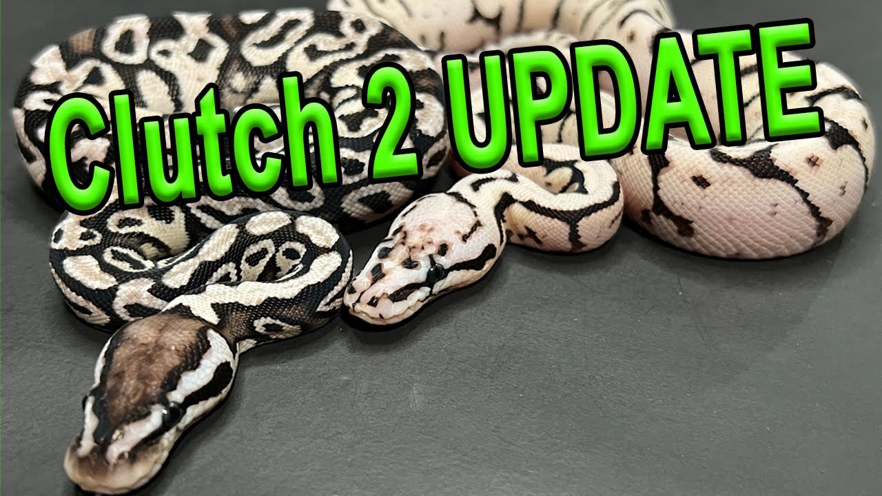 Clutch 2 Update TSK Axanthic Ball Pythons