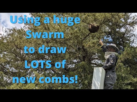 Swarms make the best beeswax!