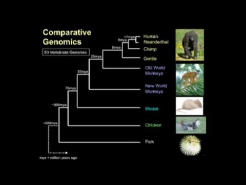 Gene Instabilities/Accelerated Regions in the Human Genome