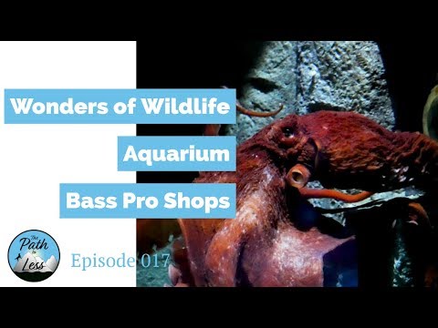 Bass Pro Shop Wonders of Wildlife Museum and Aquarium in Springfield MO!