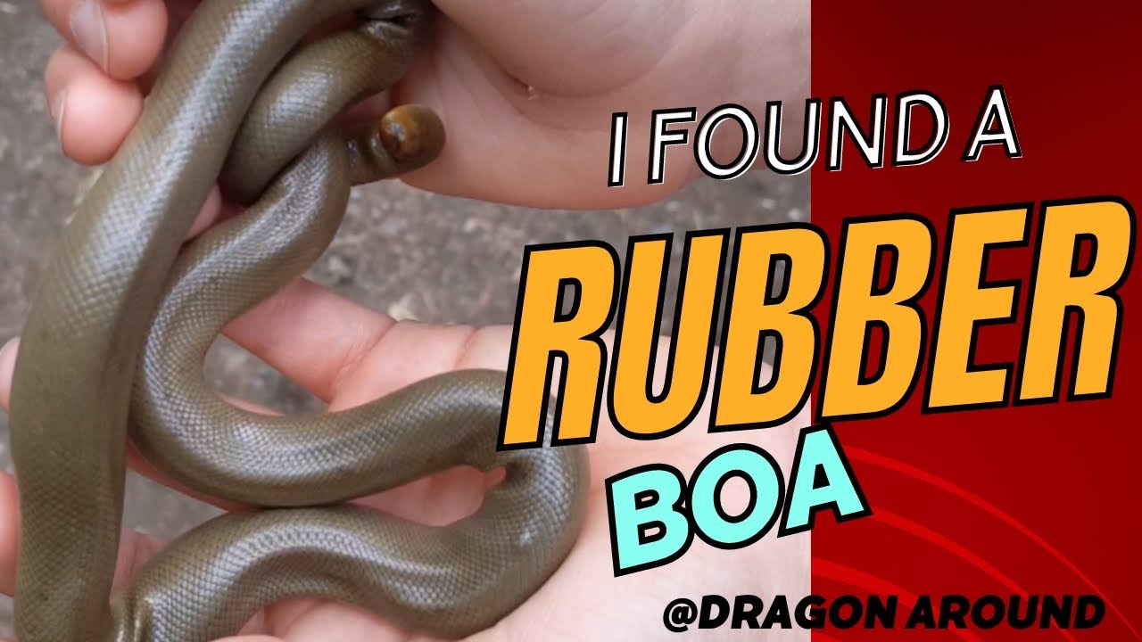 Rubber Boa!